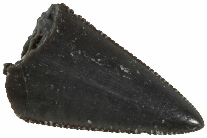 31 Serrated Triassic Reptile Postosuchus Tooth Arizona 231214 For Sale